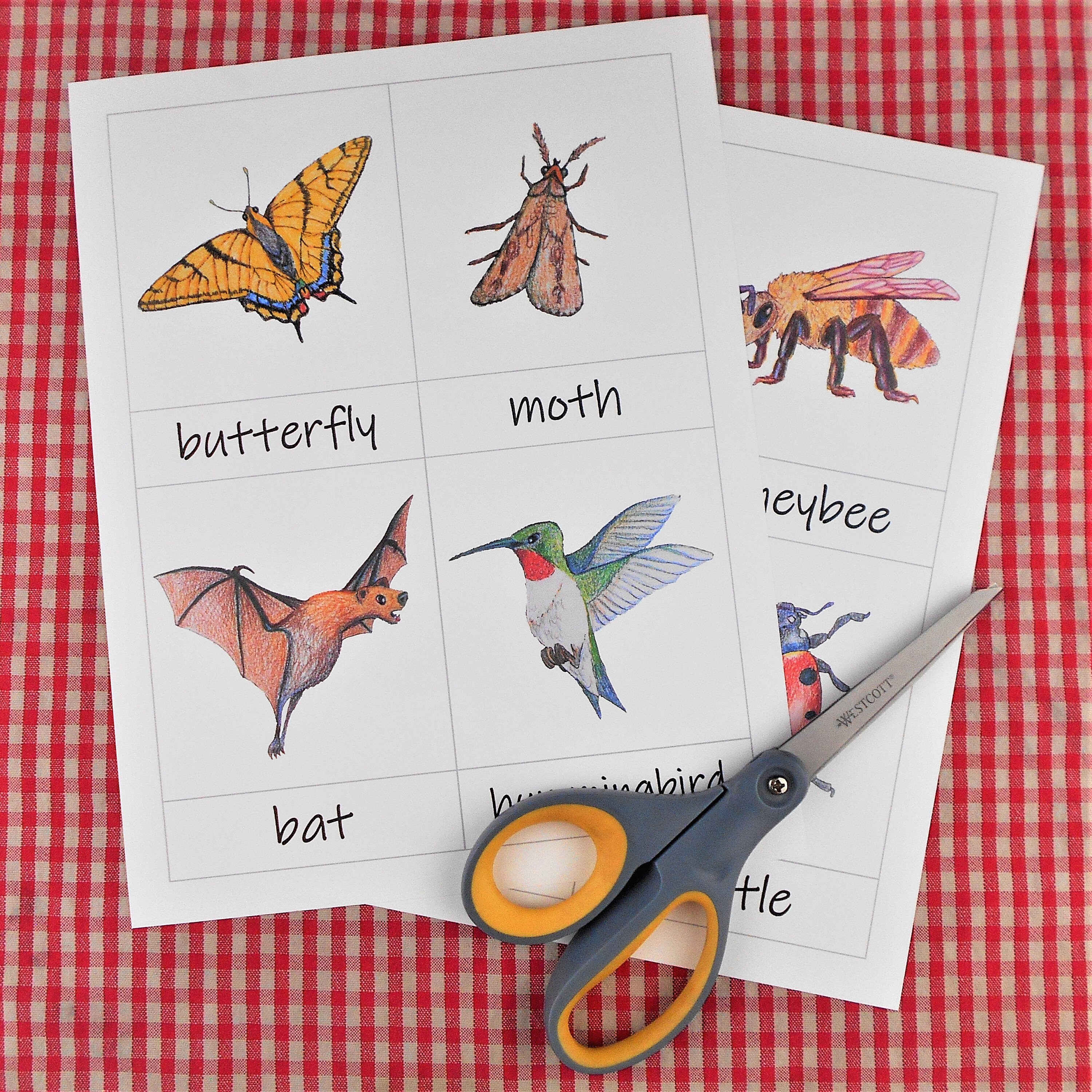 Pollination Mini Study: 3-part Montessori Cards Classroom - Etsy UK