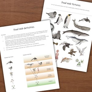 Antarctic Food Web Activity: Printable Materials for Homeschooling and ...