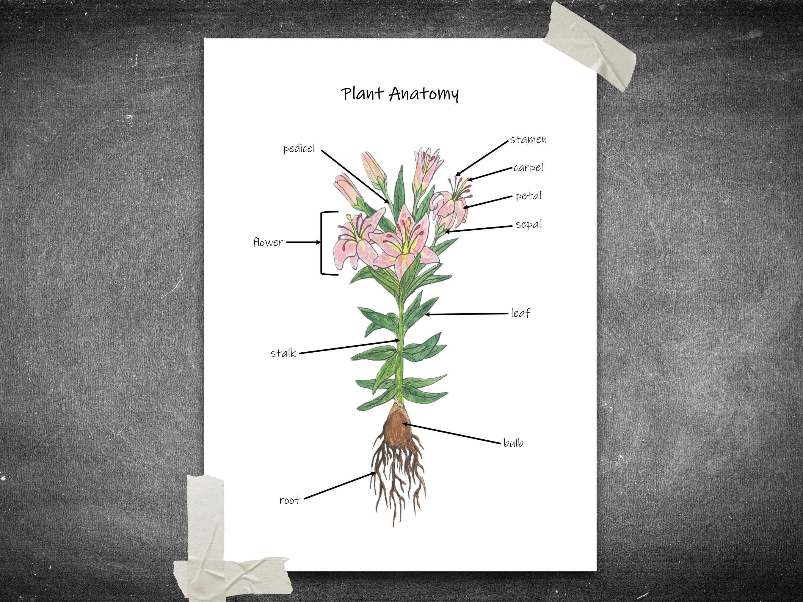 Floral Anatomy Poster at Betty Robin blog