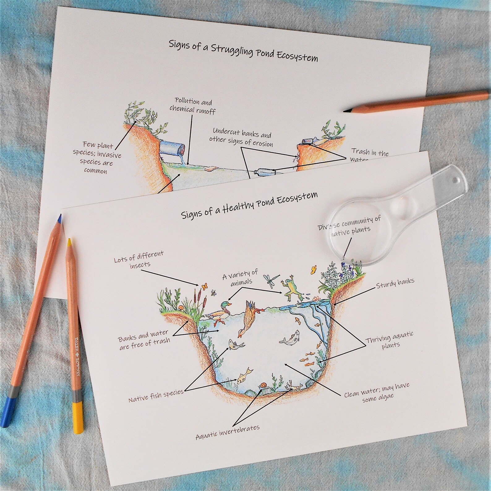 Pond Ecosystem Mini Study: Science Activities, Worksheets for Classroom ...
