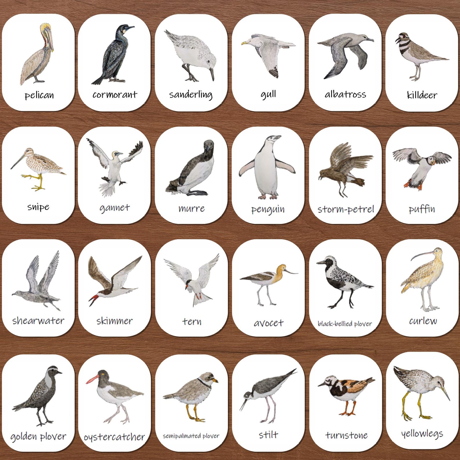 Seabird & Shorebird Three-part Cards: Nomenclature Flashcards ...