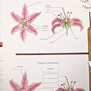 Plant Anatomy Mini Study: Study the Parts of a Flower! Botany Activity ...