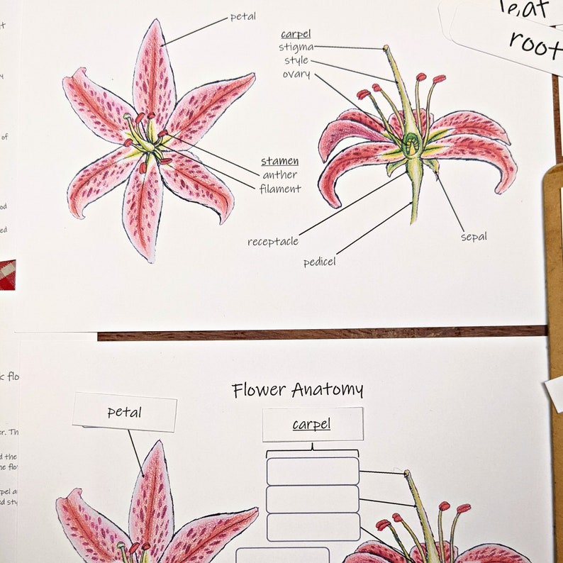 Plant Anatomy Mini Study: Study the Parts of a Flower! Botany Activity ...