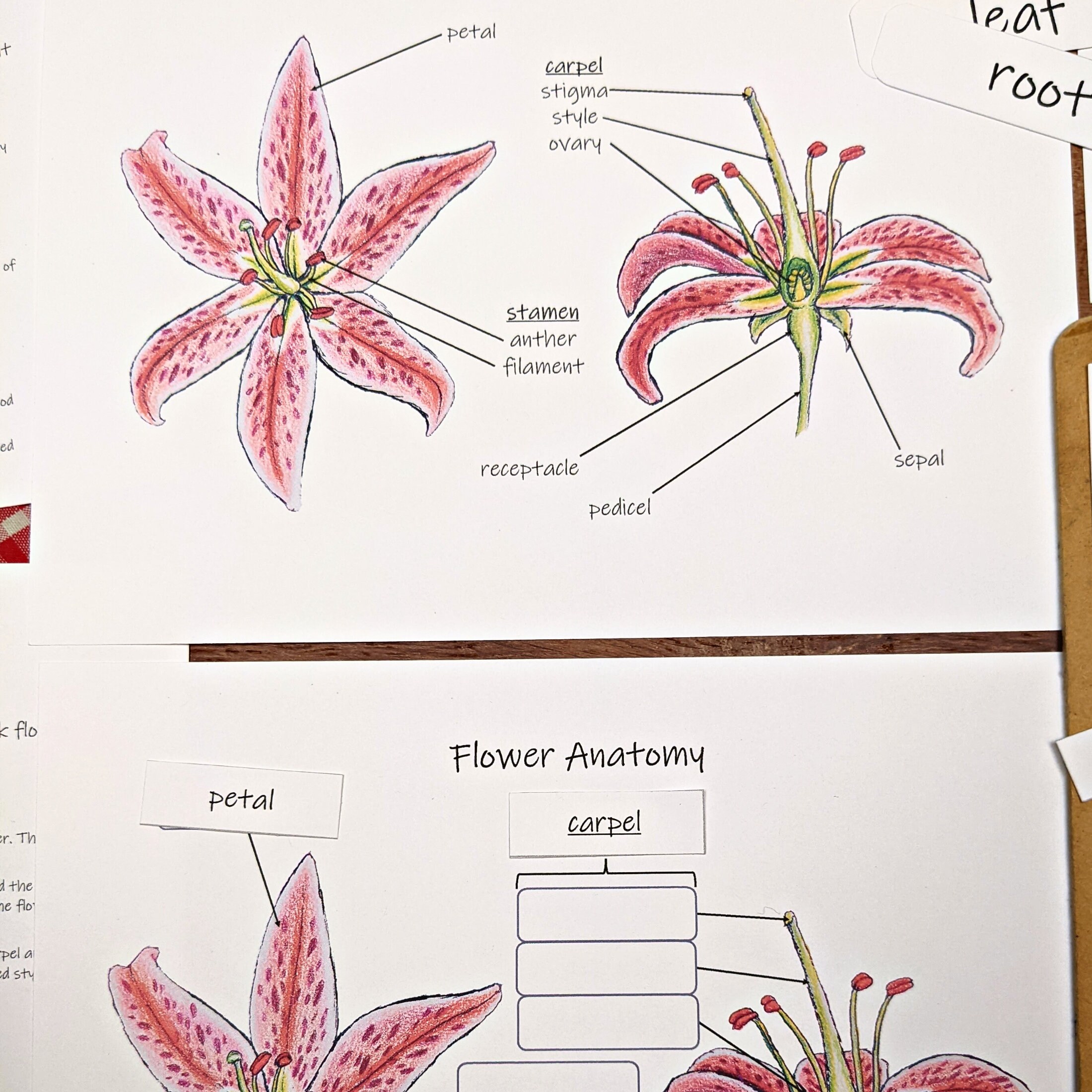 Plant Anatomy Mini Study: Study the Parts of a Flower! Botany Activity ...