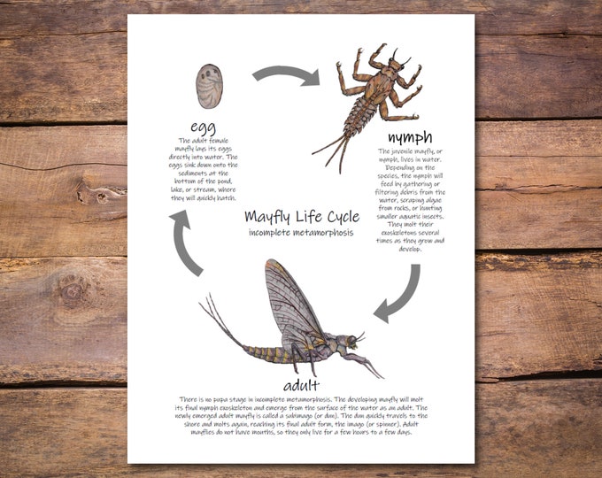 OVERSTOCK: Huge Real Dragonfly, Anax Gibbosulus - Etsy