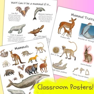 Mammal Unit: Complete Set of Printable Learning Materials, Homeschool ...