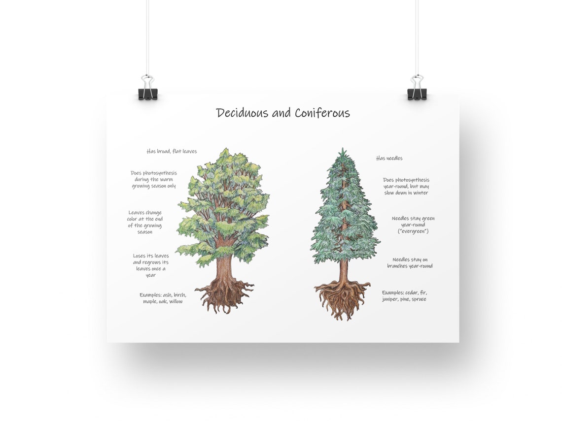 Conifer Vs Deciduous Trees: Printable Classroom Poster for Tree ...