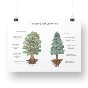 Conifer Vs Deciduous Trees: Printable Classroom Poster for Tree ...