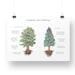 Conifer Vs Deciduous Trees: Printable Classroom Poster for Tree ...