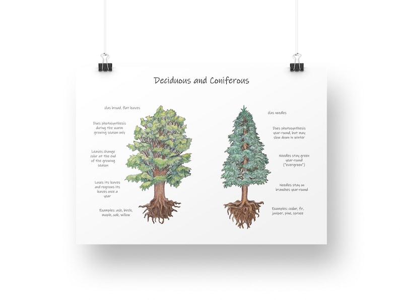 Coniferous Vs Deciduous