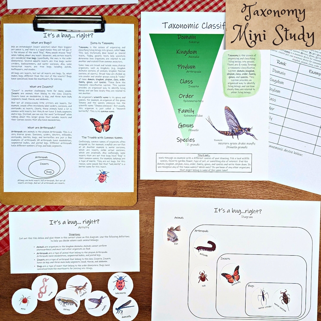 It's a Bug... Right? Taxonomy Mini Study: Biology Lesson Plan, Science ...