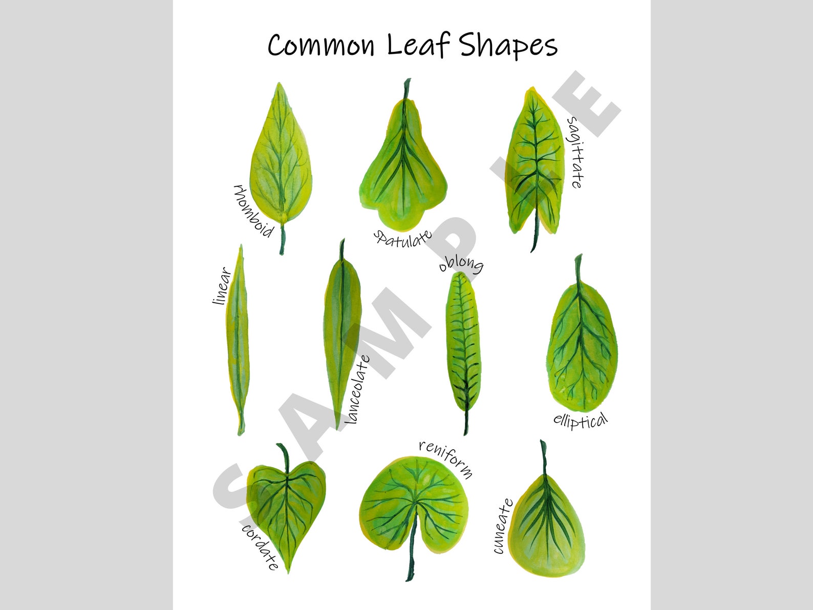 Leaf Shapes: Printable Classroom Poster, Types of Leaves, Nature Study ...