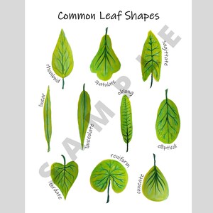 Leaf Shapes: Printable Classroom Poster, Types of Leaves, Nature Study ...