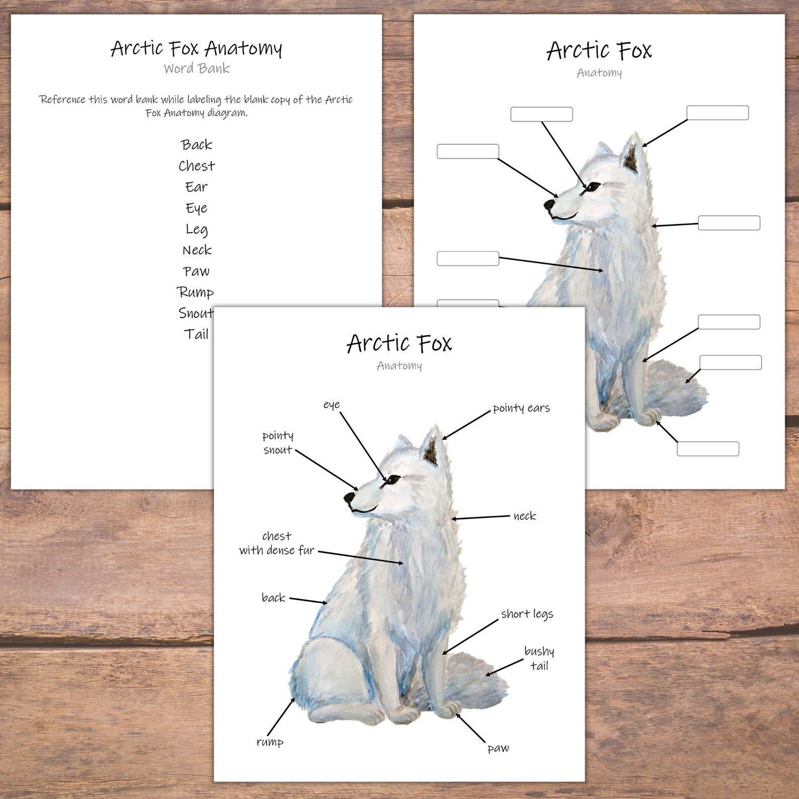 Arctic Fox Mini Study: Life Cycle and Anatomy, Lesson Plan, Winter ...