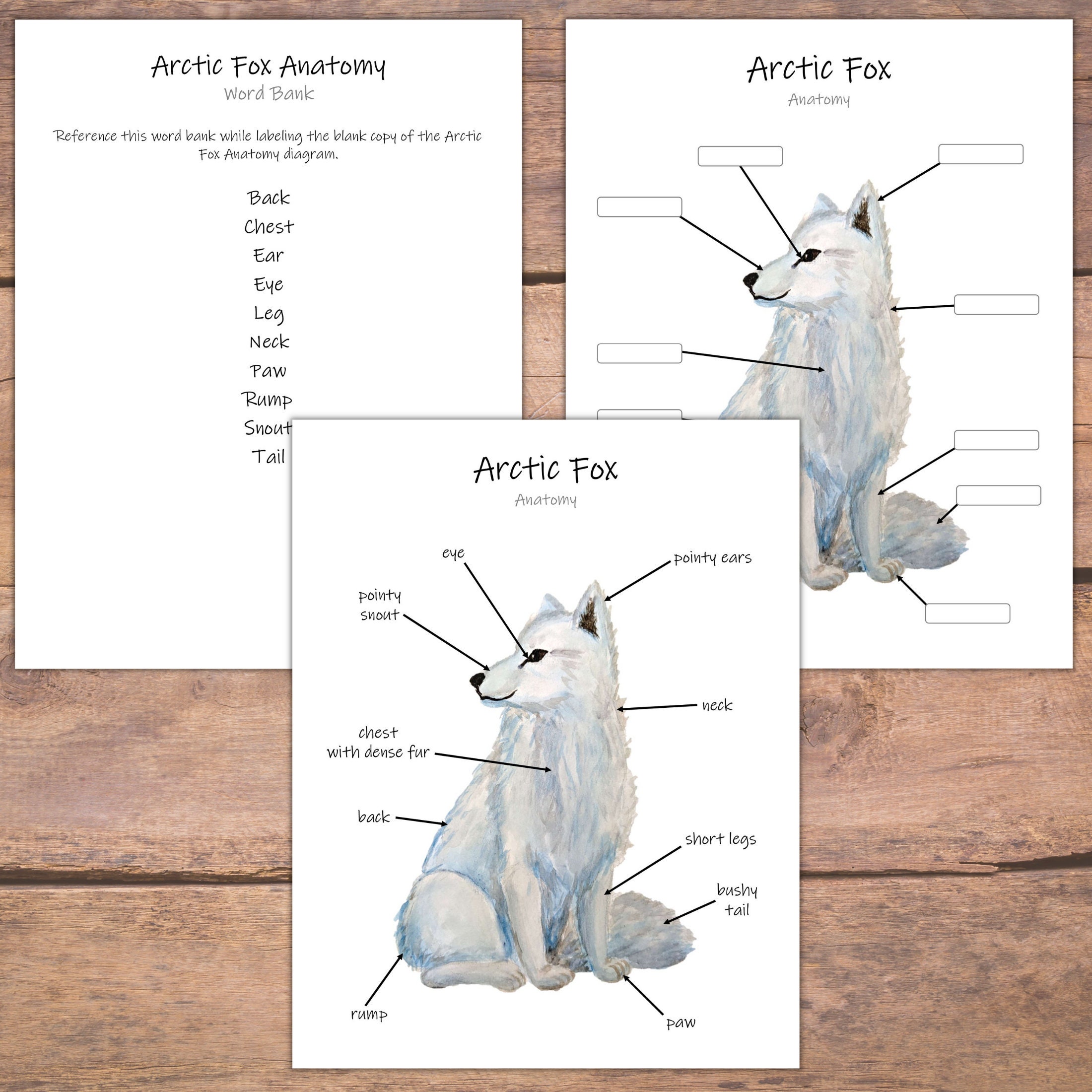 Arctic Fox Mini Study: Life Cycle and Anatomy, Lesson Plan, Winter ...
