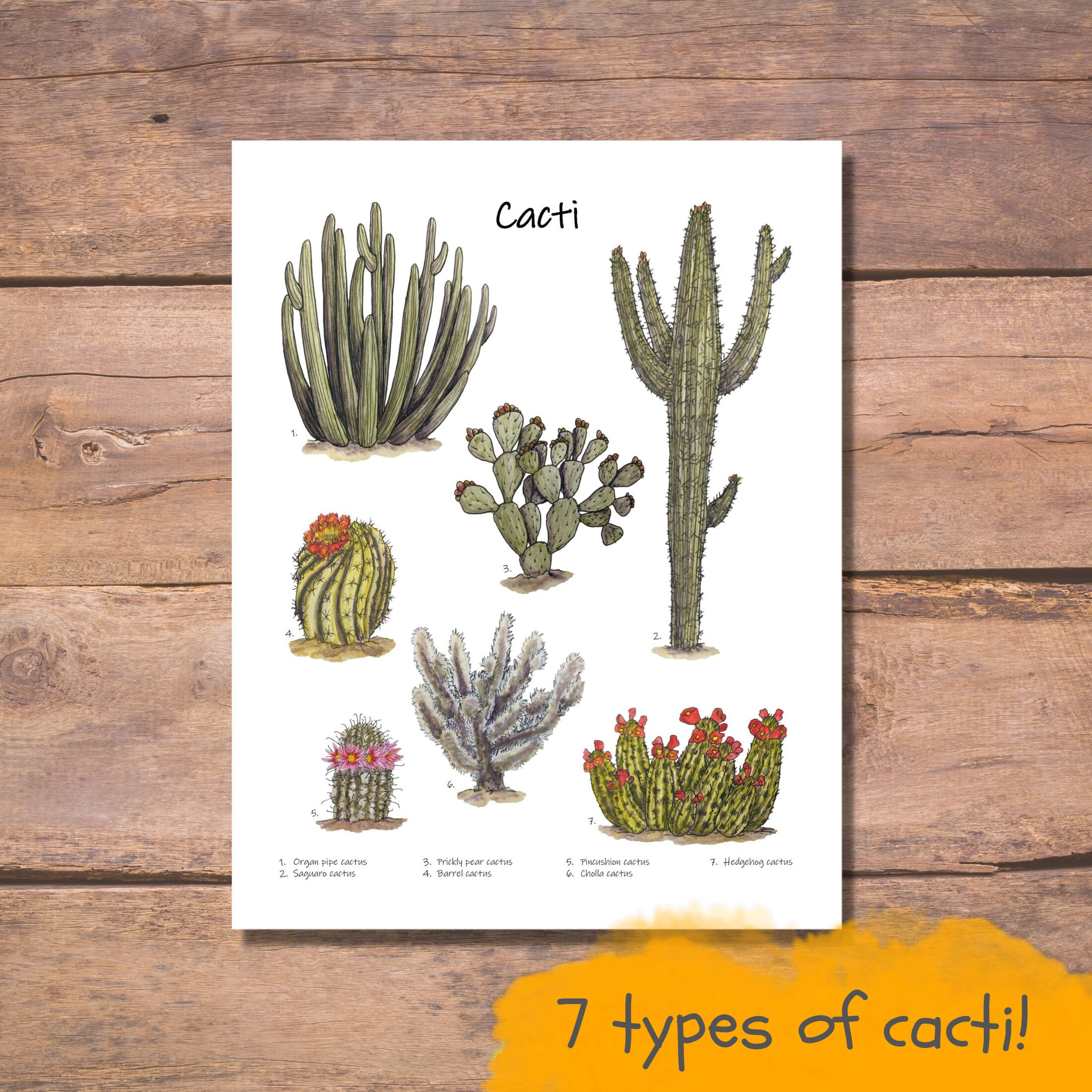 Identify Common Cacti Types of Cacti, Plant ID Cards, Classroom Poster ...