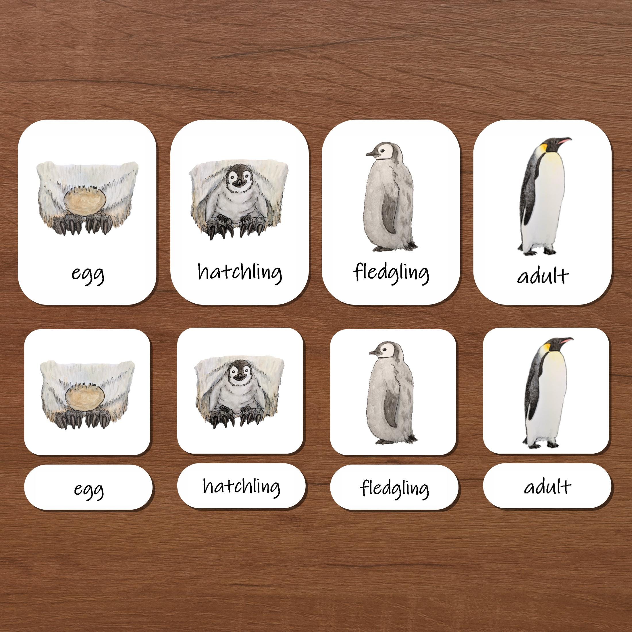 Penguin Mini Study: Life Cycle, Anatomy, Types of Penguins, and More ...