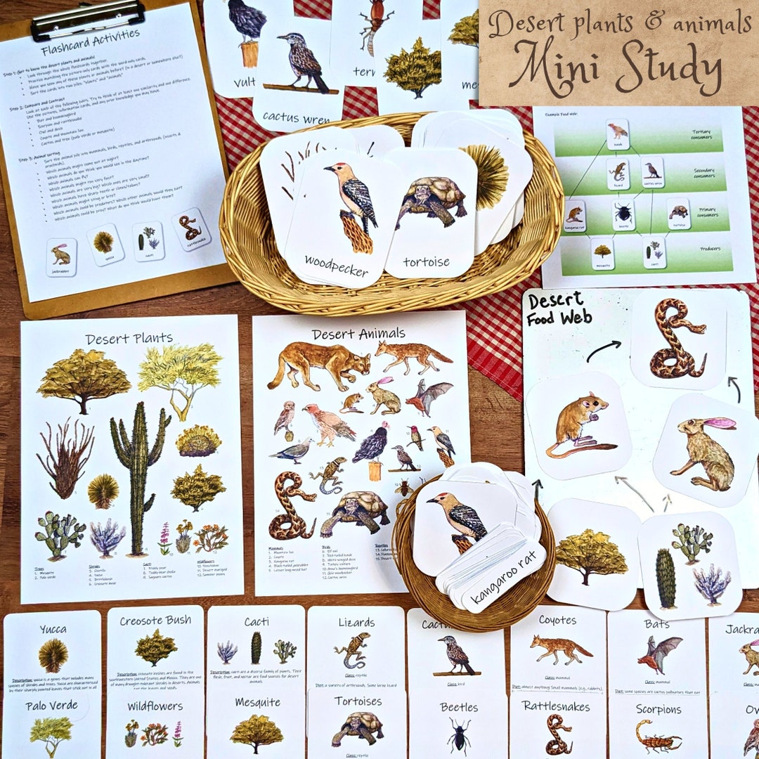 Desert Animals & Plants Mini Study: Handouts, Flashcards, Food Web ...