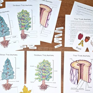 Tree Anatomy Mini Study: With Printable Classroom Posters, Parts of a ...