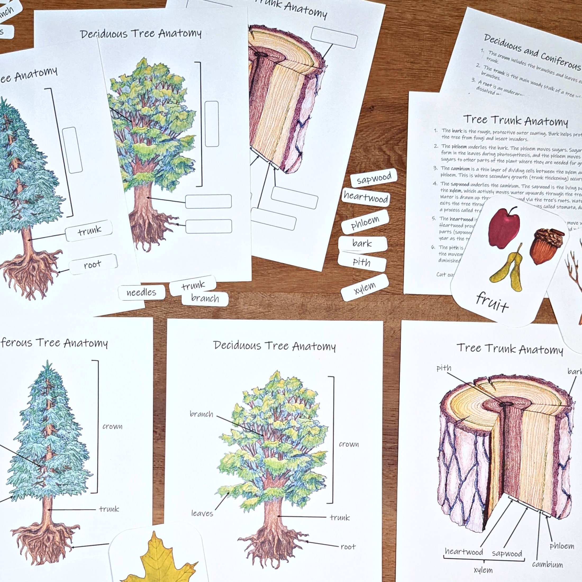 Tree Anatomy Study: Printable Posters & Flashcards (PDF Download) - Etsy