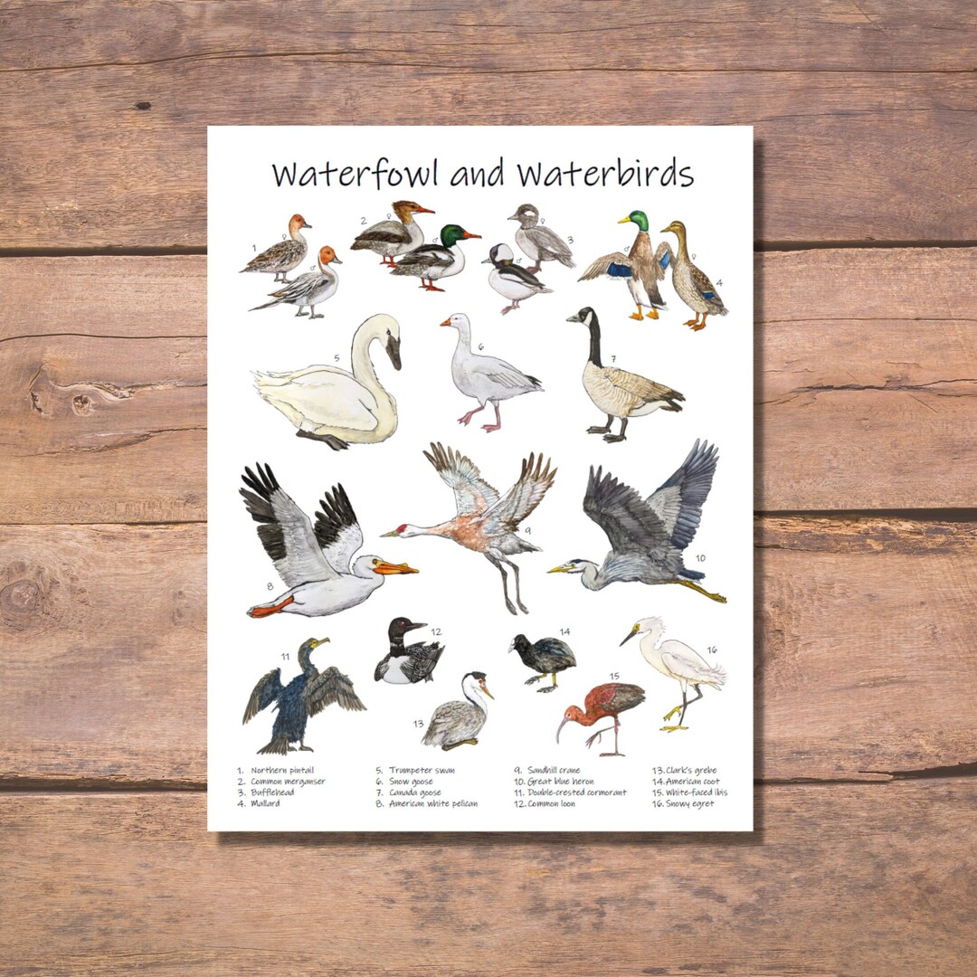 Waterbirds and Waterfowl Poster: Watercolor Bird Print, Classroom ...