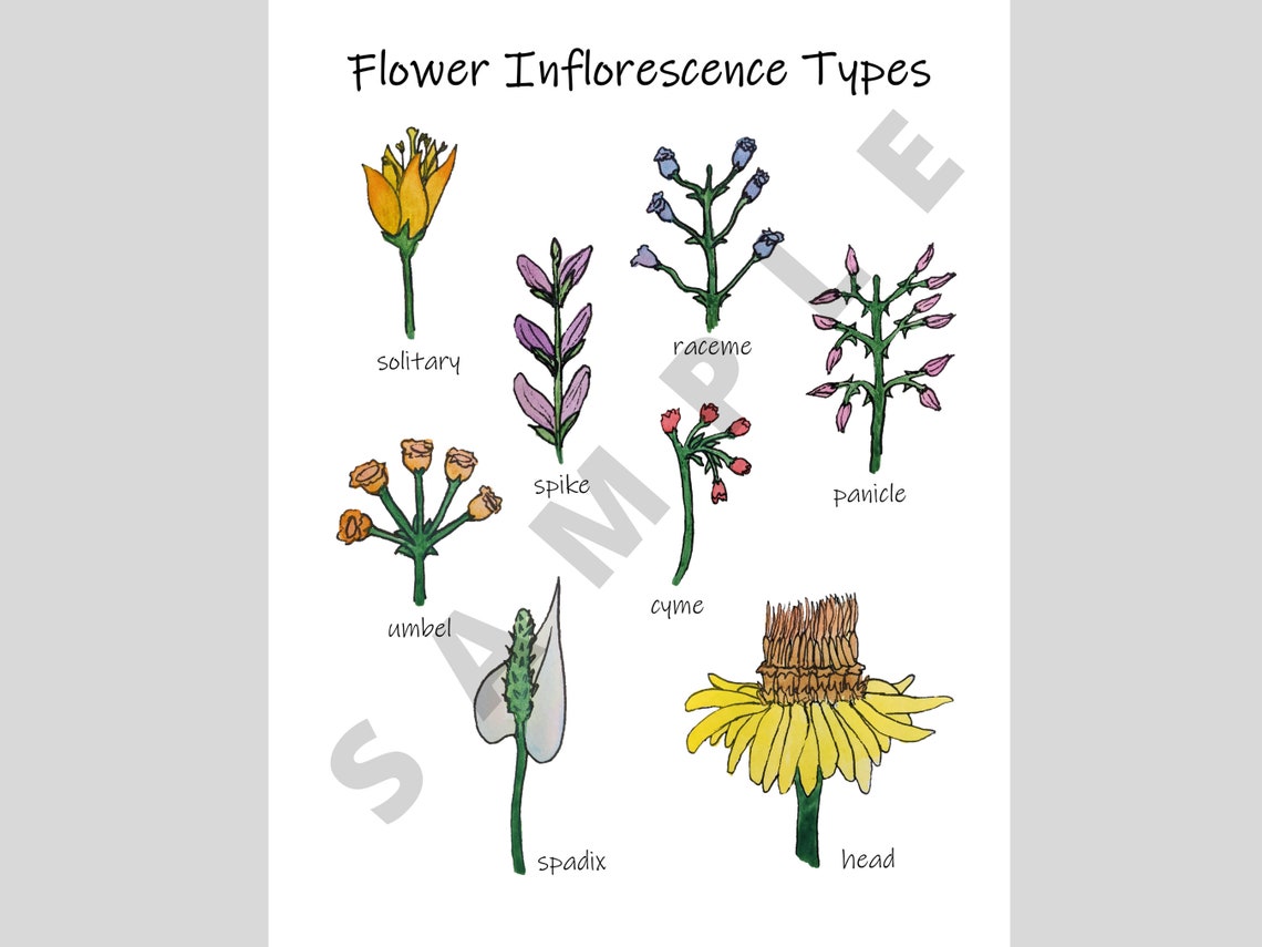Flower Inflorescence Types Poster: Printable Floral Anatomy - Etsy