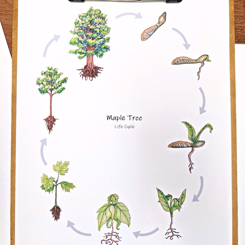 Maple Tree Life Cycle Mini Study: Tree Life Cycle Worksheet, Classroom ...