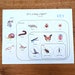 It's a Bug... Right Taxonomy Mini Study: Biology Lesson - Etsy