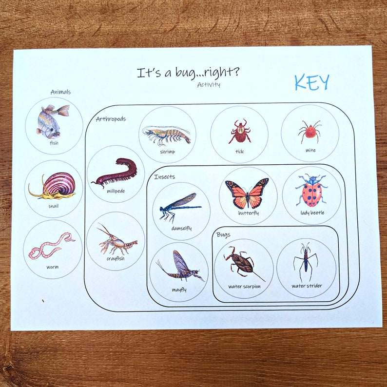 It's a Bug... Right Taxonomy Mini Study: Biology Lesson - Etsy