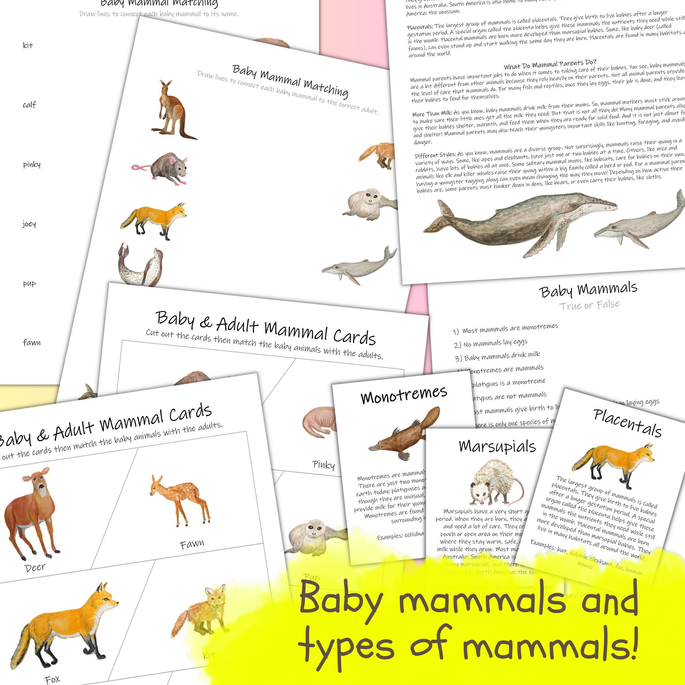 Mammal Unit: Homeschool Science, Kids Activities (PDF) - Etsy