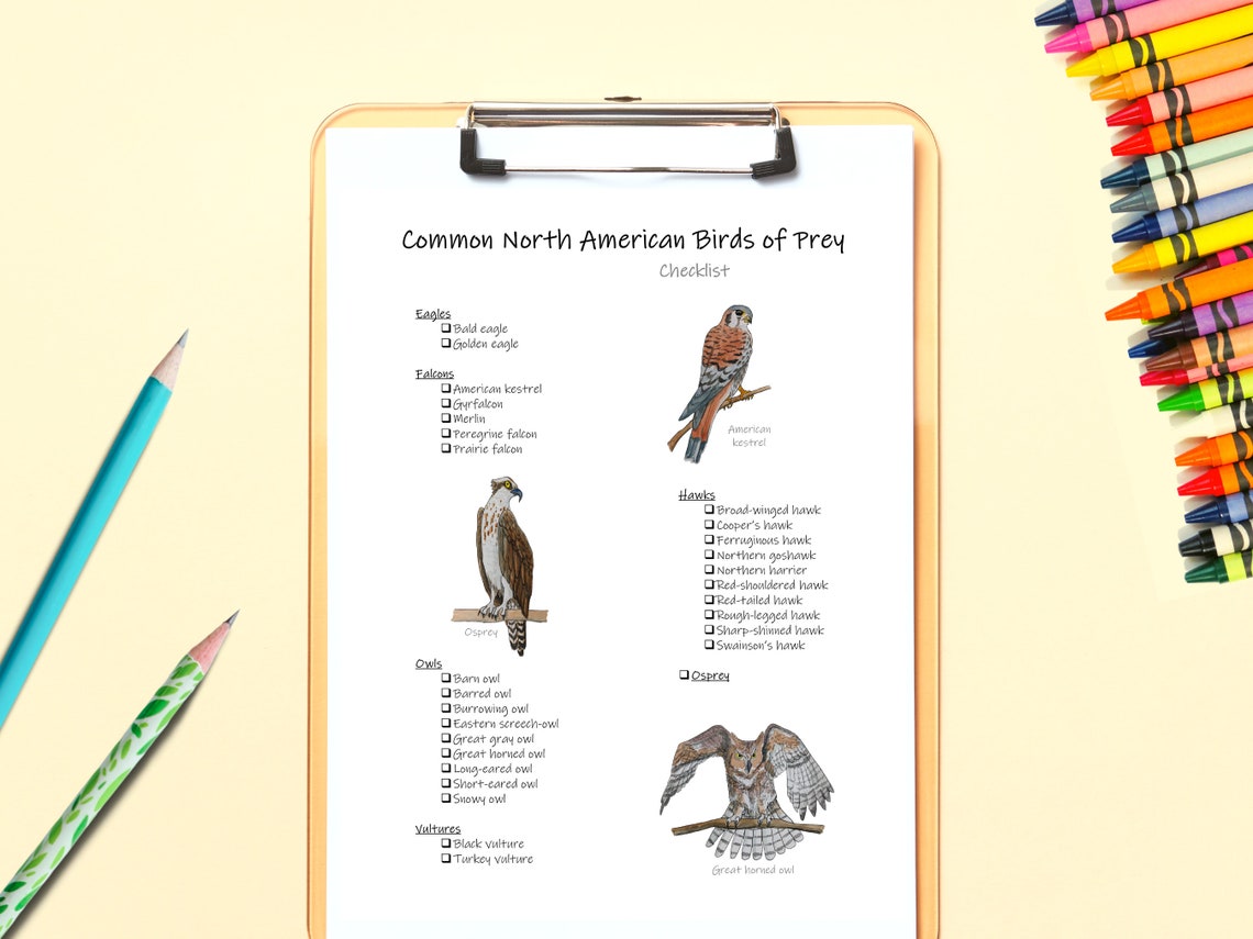 Common Raptors Checklist: North American Birds of Prey List - Etsy