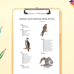 Common Raptors Checklist: North American Birds of Prey List - Etsy