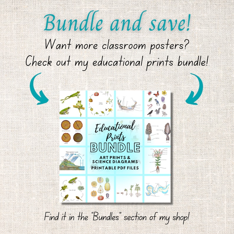 Watercolor Mushrooms Poster: Mycology Art, Classroom Science Diagram ...