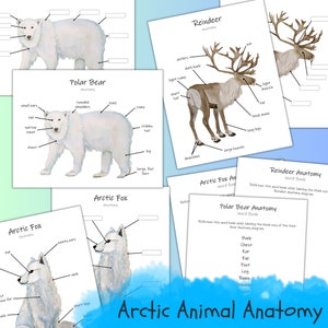 Arctic Unit: Homeschool Science, Animals, Food Web (PDF Download) - Etsy