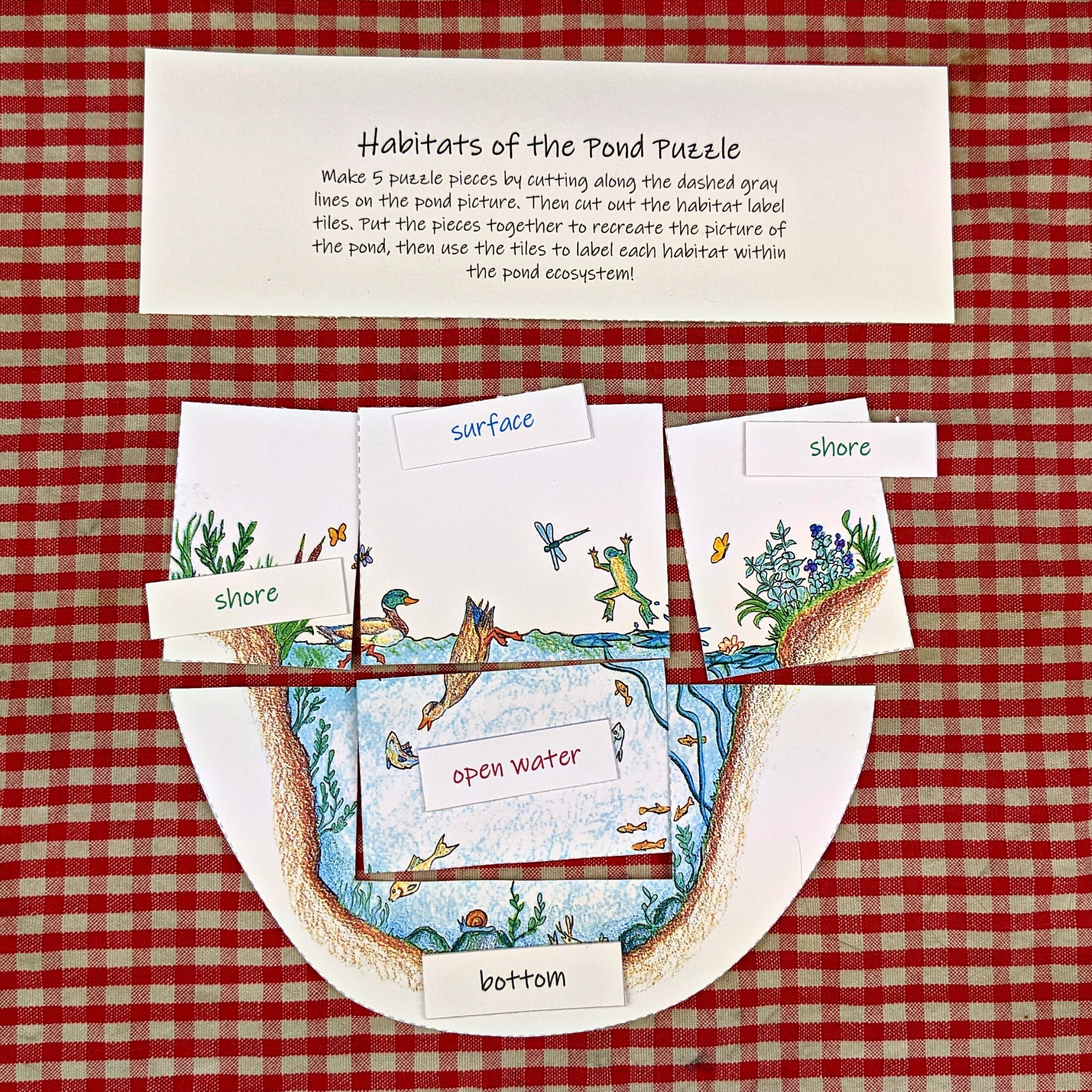 Pond Habitat Mini Study: Science Activity Pack Homeschool - Etsy