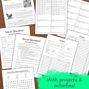 Sea & Shorebirds Unit: Bird Adaptations, Anatomy, Life Cycles (PDF ...