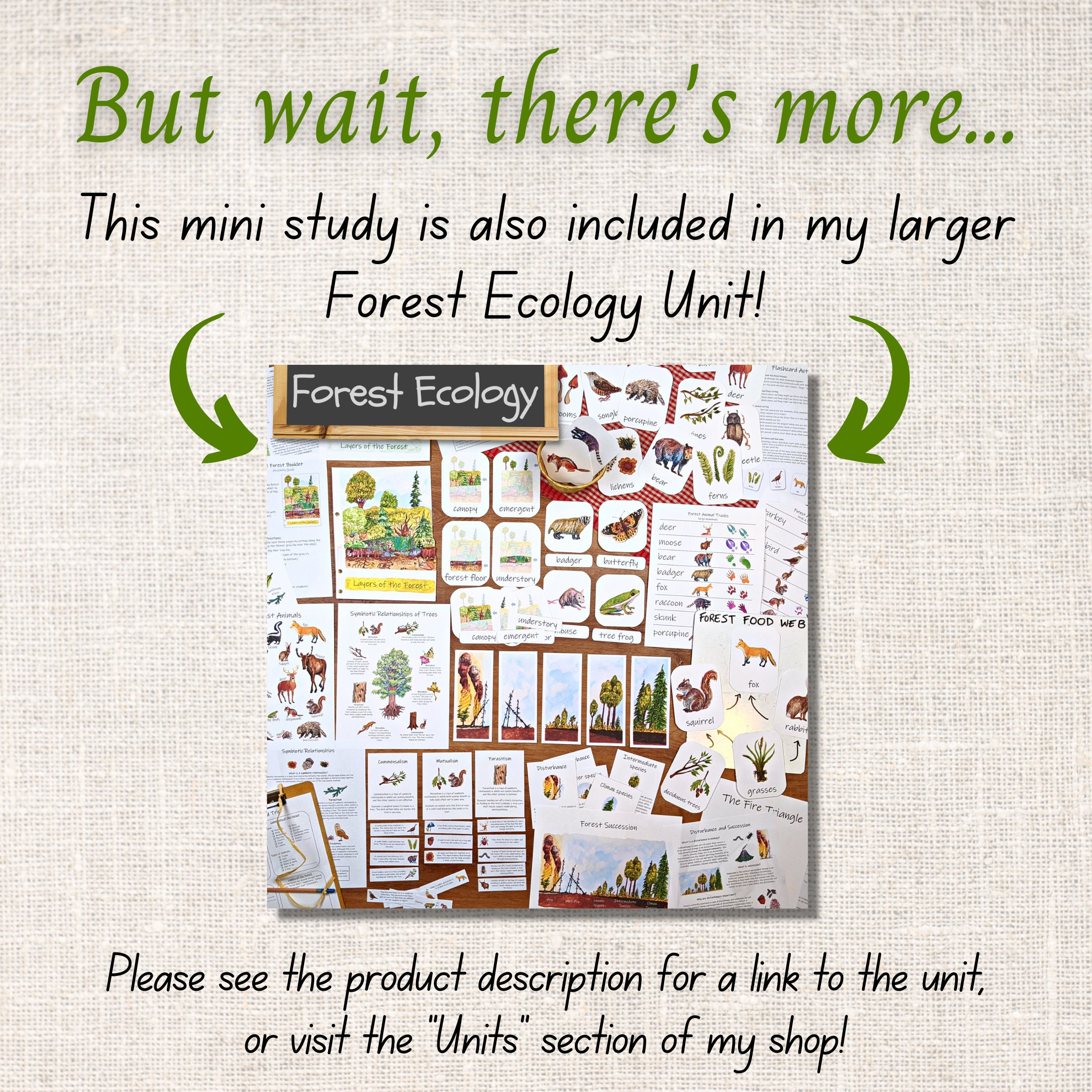 Forest Ecosystem: a Mini Nature Study Forest School, Nature Preschool ...