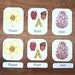 Parts of a Tree Three-part Cards: Montessori-style Flashcards, Tree ...