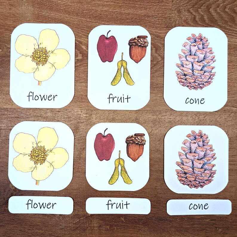 Parts of a Tree Three-part Cards: Montessori-style Flashcards, Tree ...