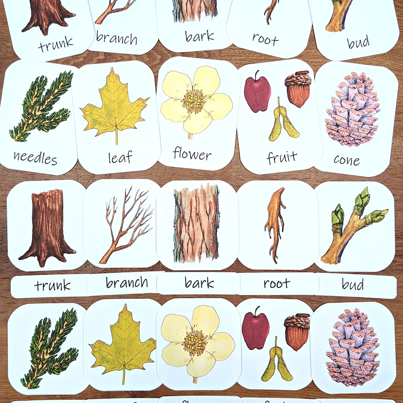 Parts of a Tree Three-part Cards: Montessori-style Flashcards, Tree ...