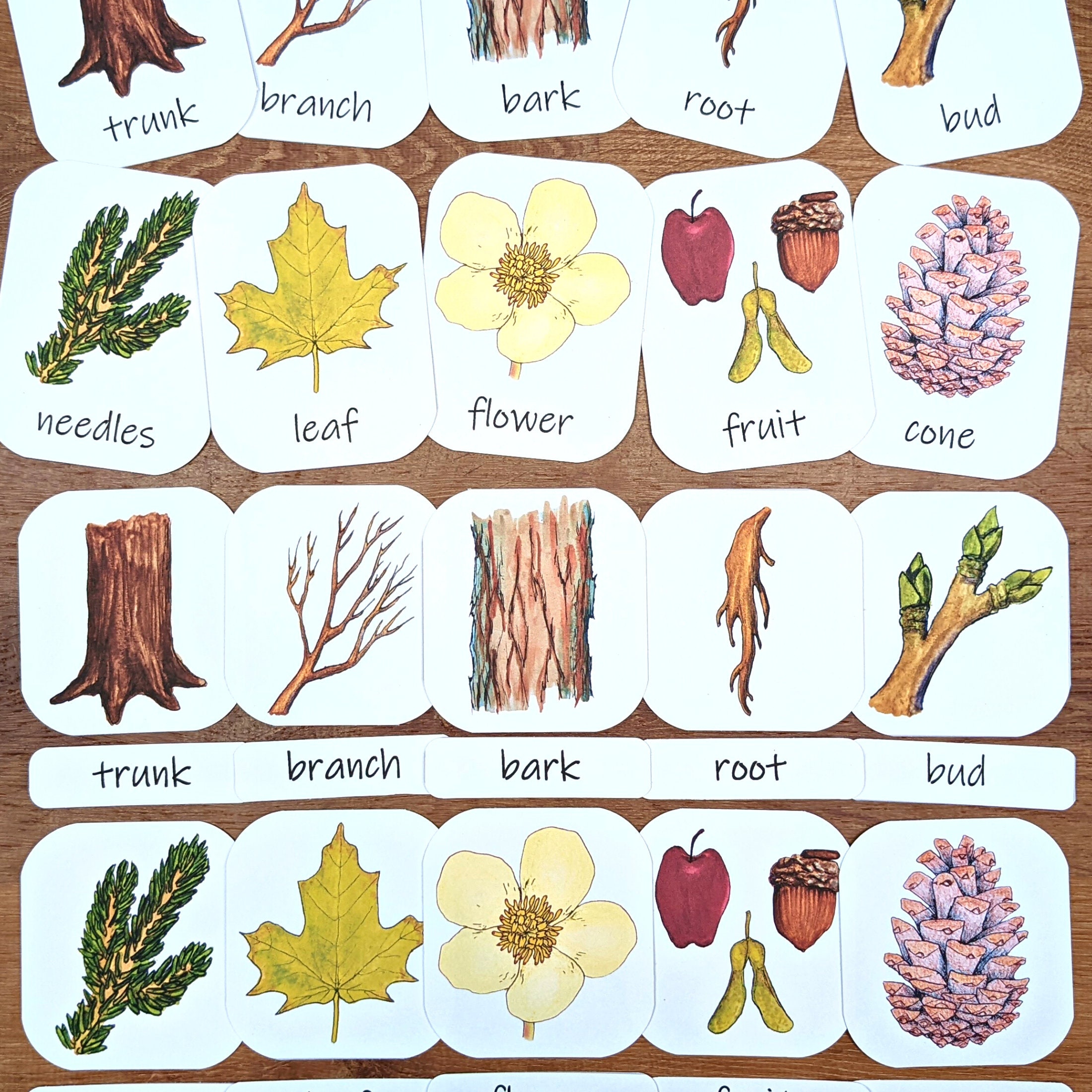 Parts of a Tree Three-part Cards: Montessori Watercolor Flashcards (PDF ...