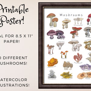 Mushrooms Poster: 20 Amazing Mushrooms & Fungi, Mycology Classroom ...