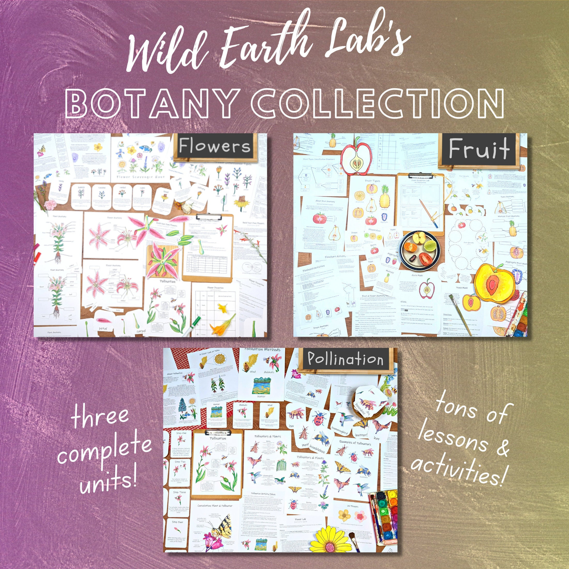 Botany Collection: 3 Plant Biology Homeschool Units (PDF Download) - Etsy