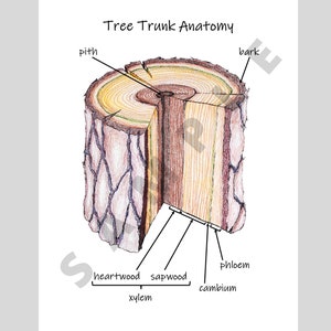 Tree Trunk Anatomy Classroom Poster - Etsy