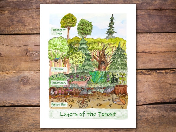 Canopy Layer Diagram