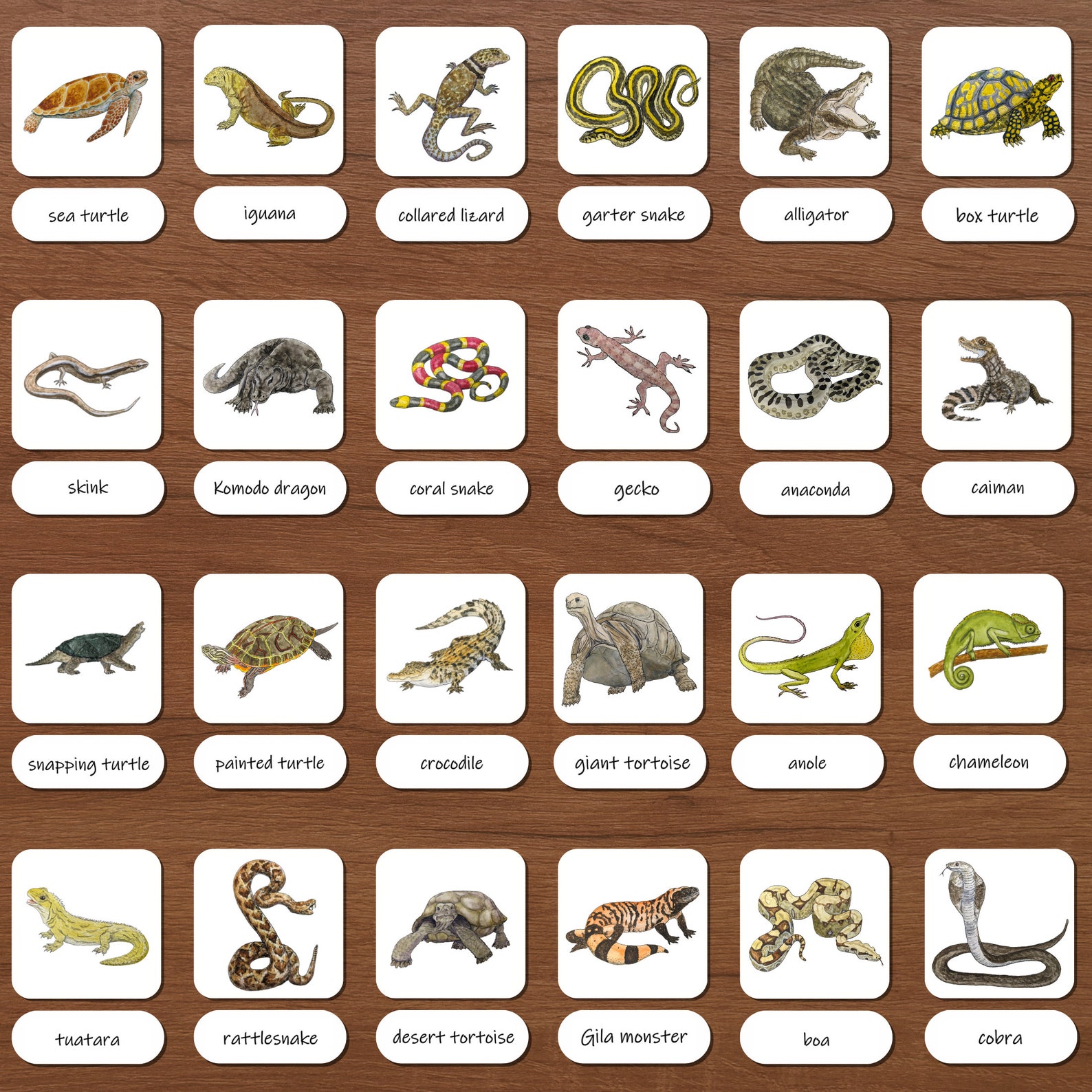Reptile Three-part Cards: Nomenclature Flashcards, Homeschool Preschool ...