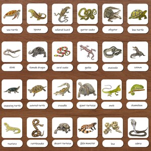 Reptile Three-part Cards: Nomenclature Flashcards, Homeschool Preschool ...