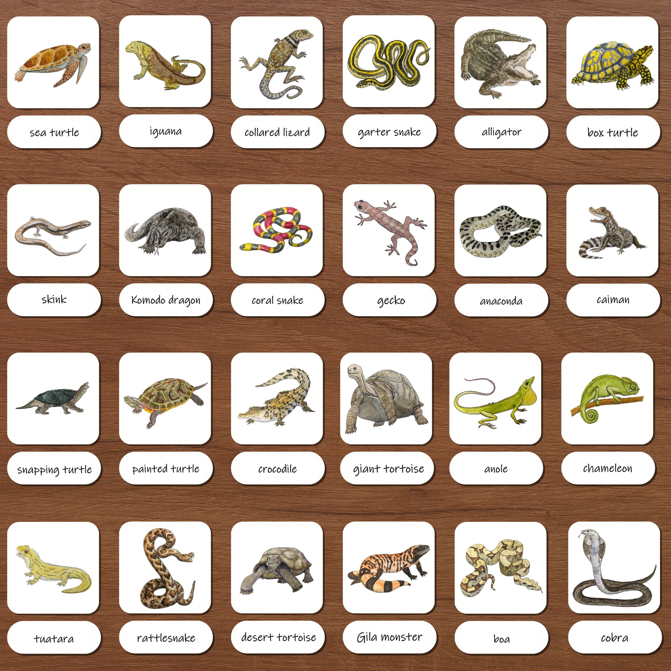 Reptile Watercolor Flashcards: Montessori Homeschool Cards (PDF ...