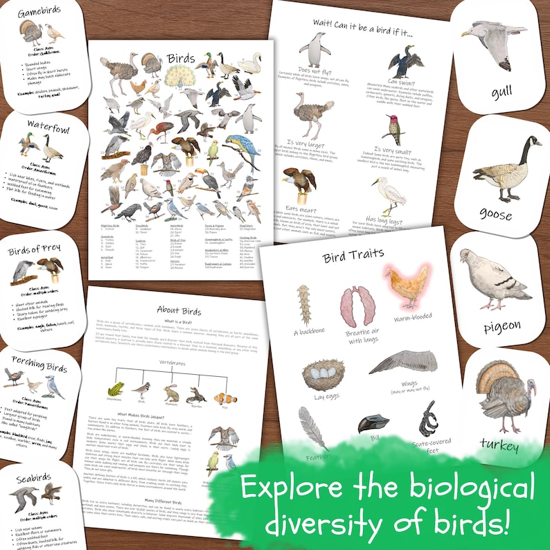 Birds Unit: Classroom Ornithology Study With Bird Adaptations & Life ...