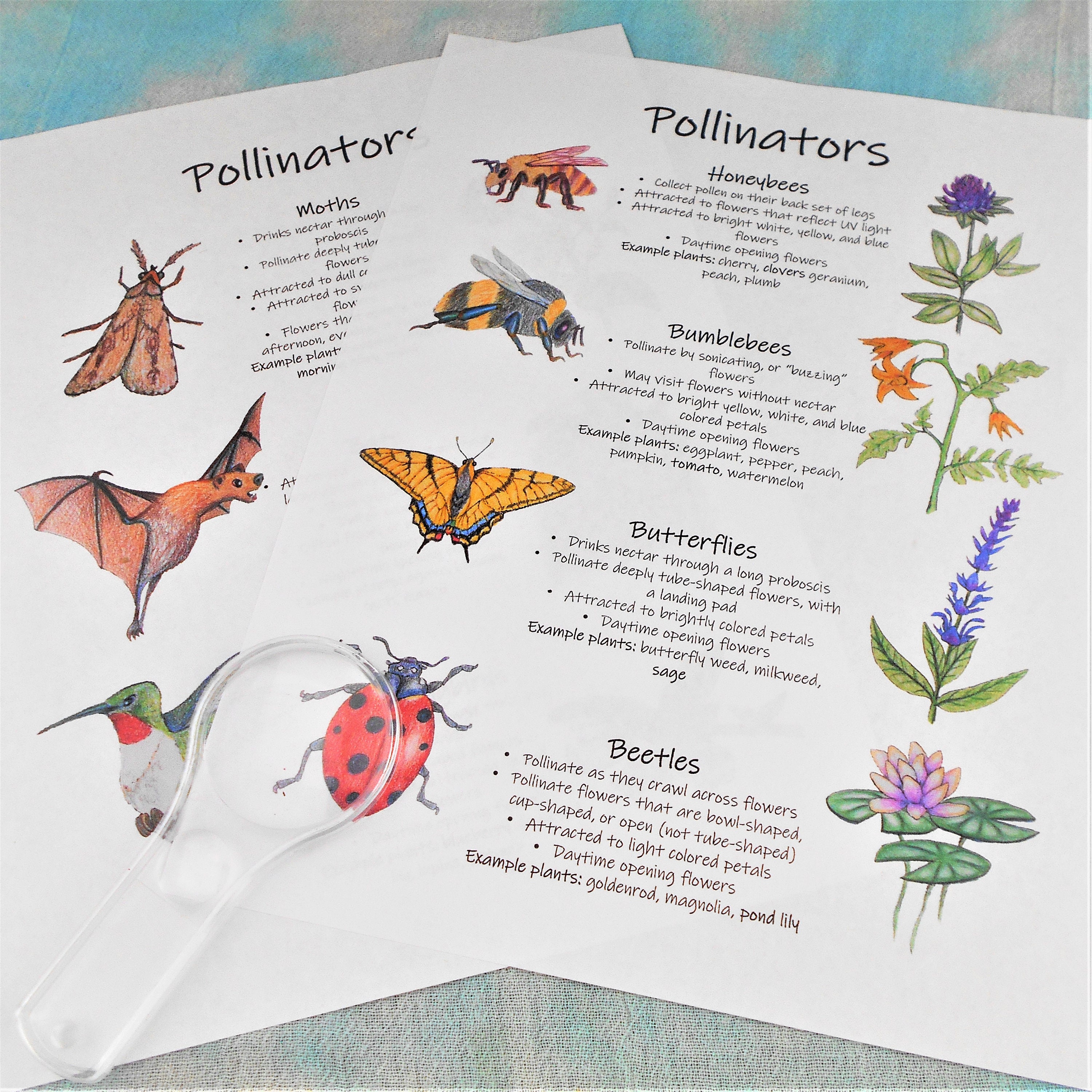 Pollination Mini Study: 3-part Montessori Cards Classroom - Etsy UK